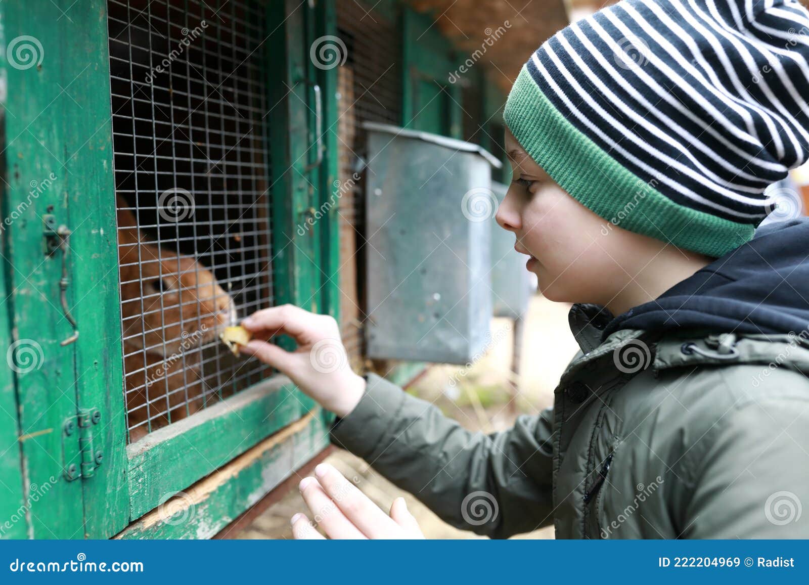 Child Feeding Rabbit on Farm Stock Image - Image of lifestyle, mammal ...