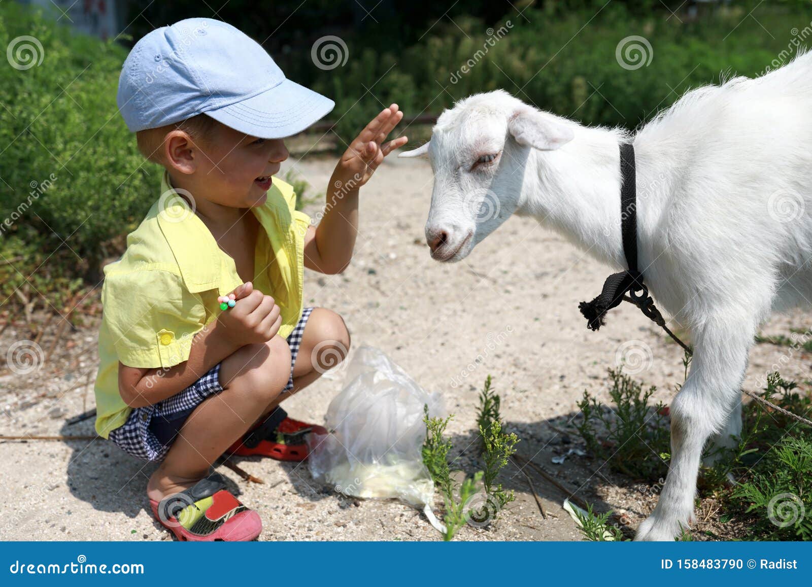 Child feeding white goat stock photo. Image of innocence - 158483790