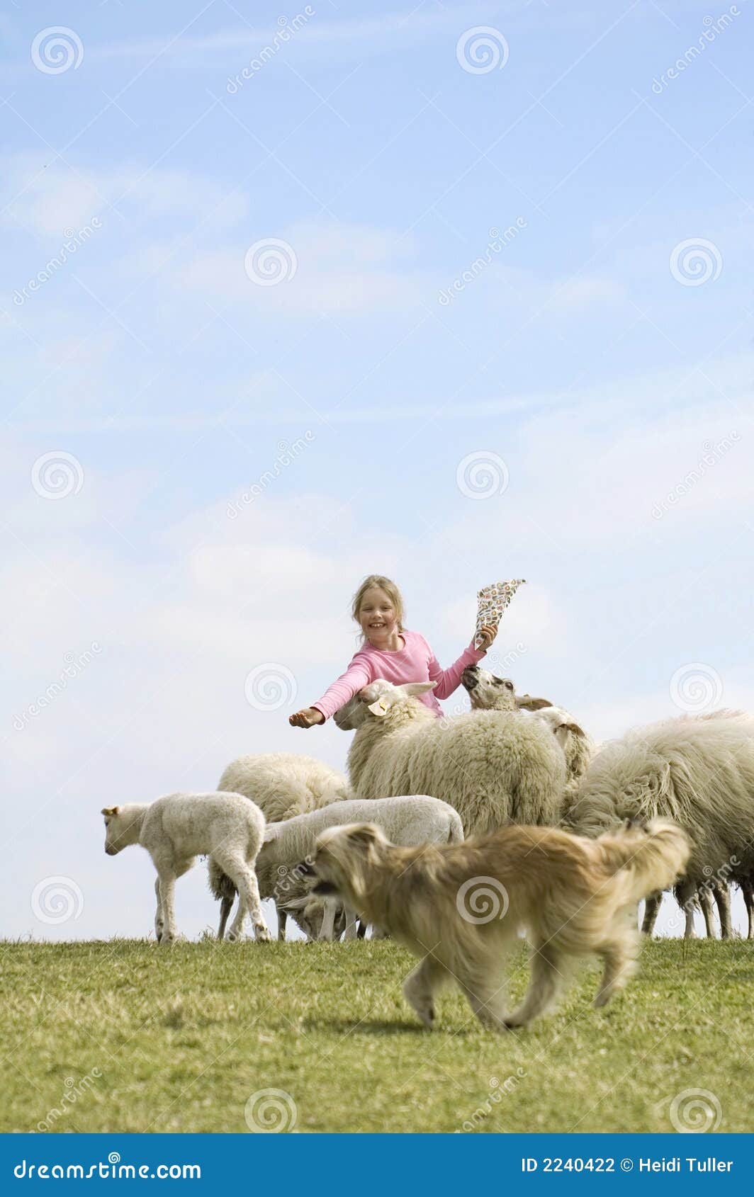 Child Feeds a Herd of Sheeps Stock Photo - Image of newborn, nature ...