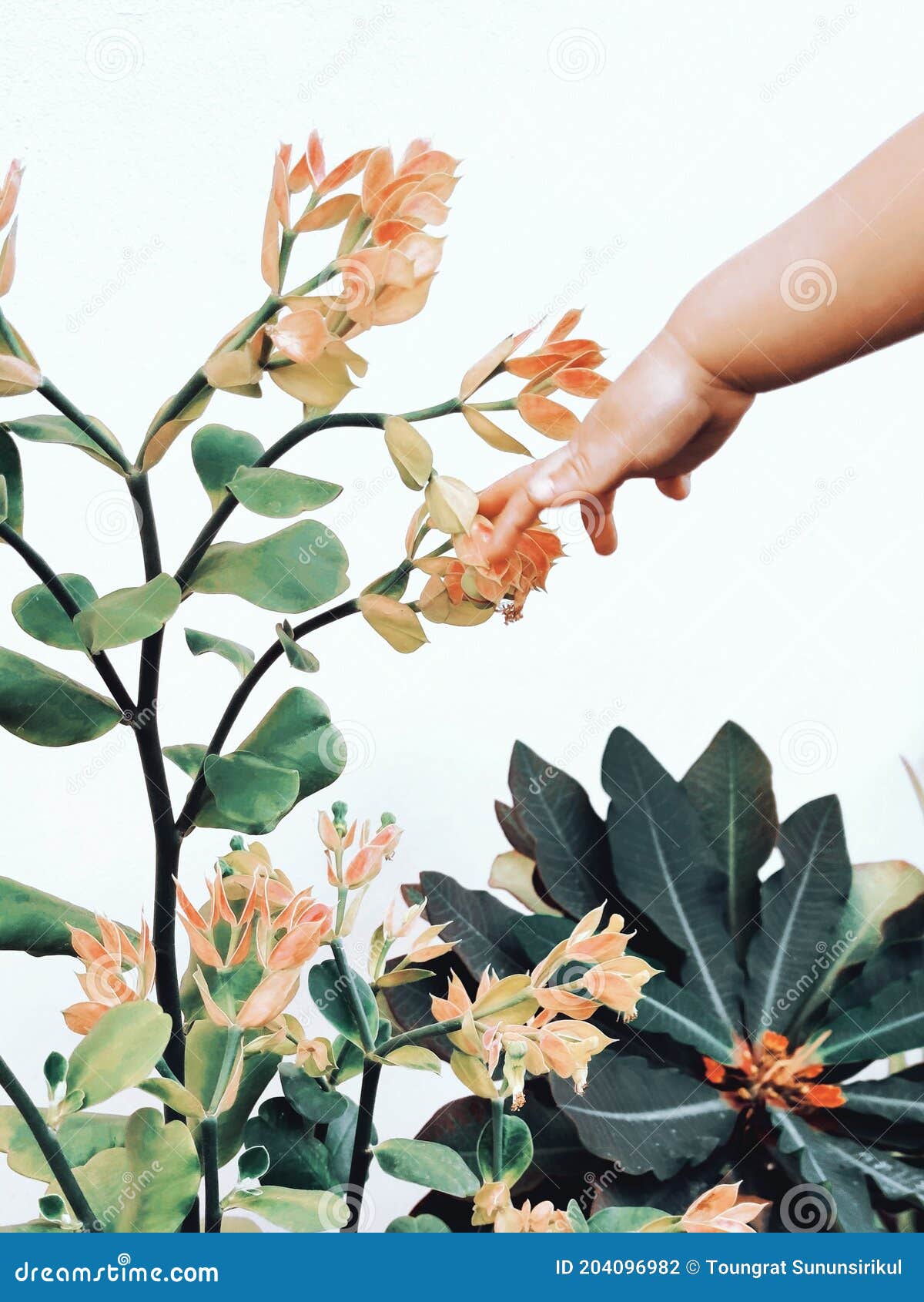 Child finger touch flower. stock photo. Image of touching - 204096982