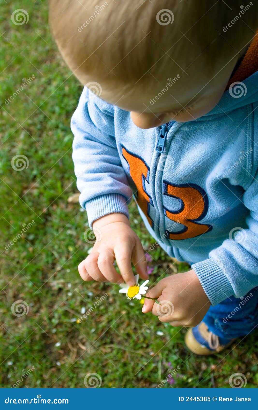 Child with a Flower stock image. Image of interested, lovable - 2445385