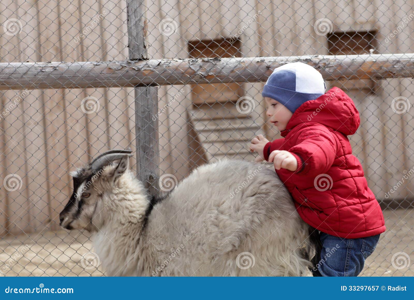 Child on a goat stock image. Image of fence, caucasian - 33297657