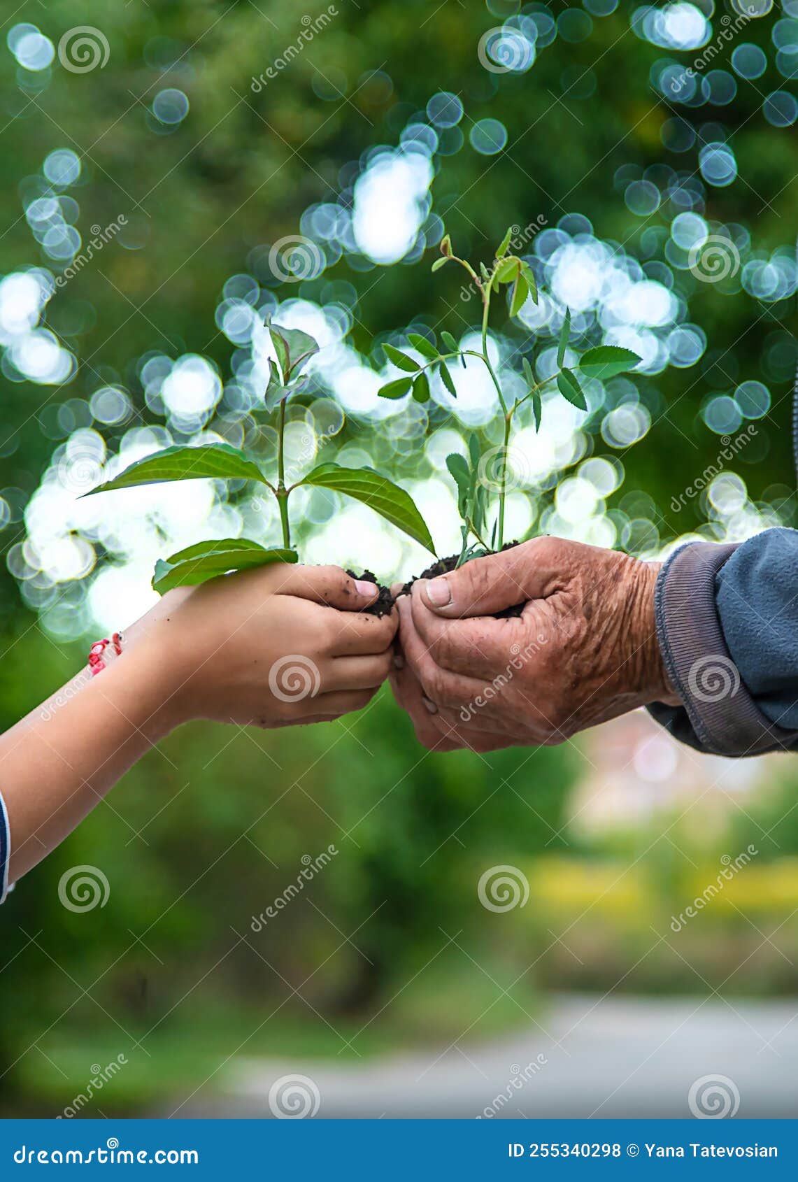 The Child and Grandmother are Planting a Tree. Selective Focus Stock ...