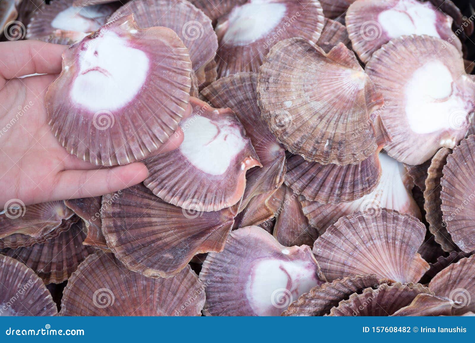 A Lot of Seashells Close Up Stock Photo - Image of object, closeup ...