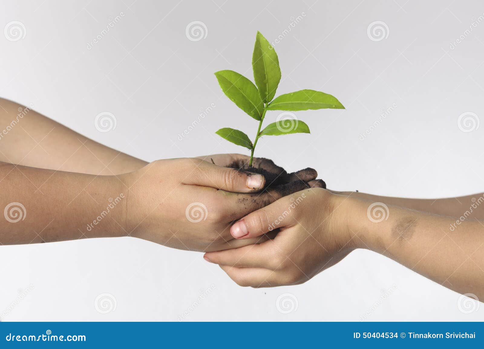 Child Hand Holding Litter Plant Stock Photo - Image of care, holding ...