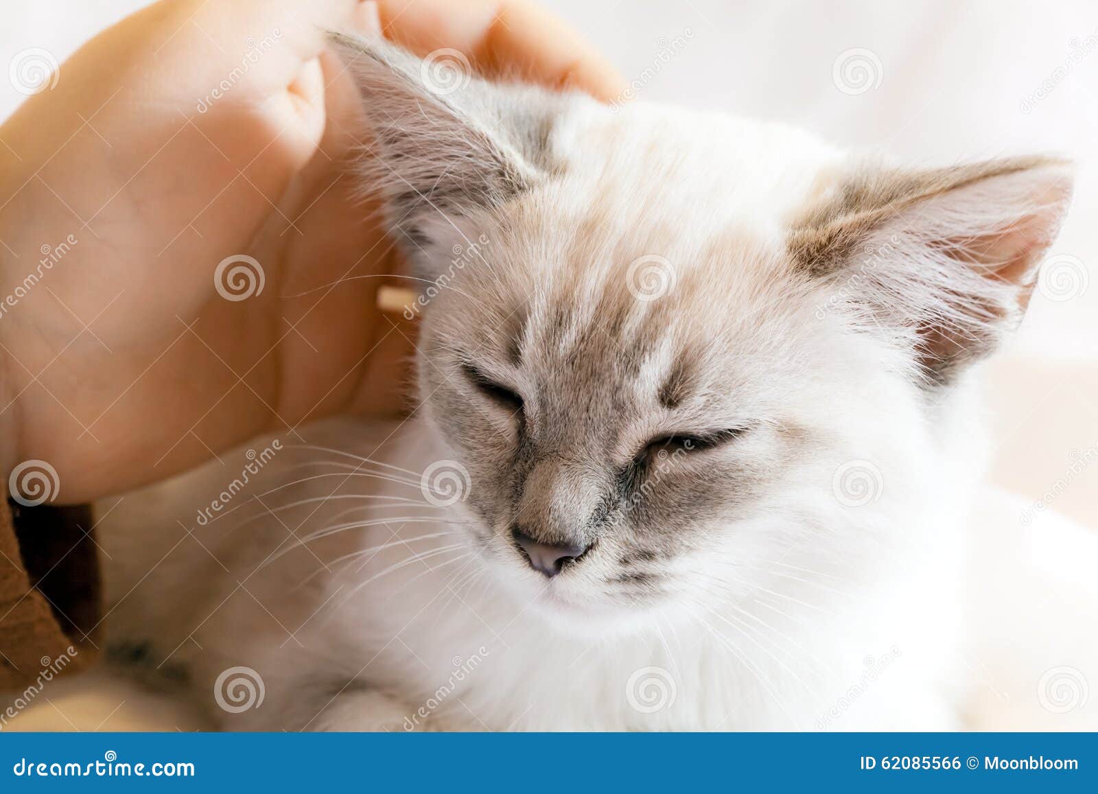 Child Hand and Kitten stock photo. Image of cute, feline - 62085566