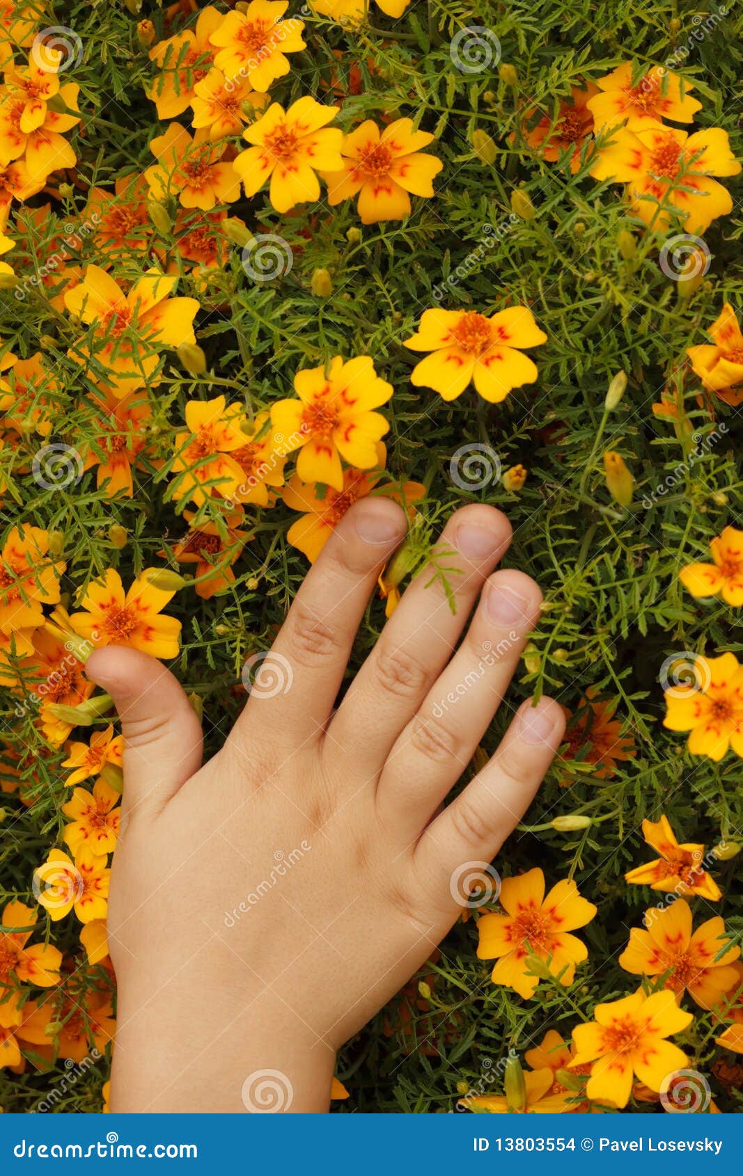 Child Hand on Yellow Petals Mexican Marigolds Stock Photo - Image of ...