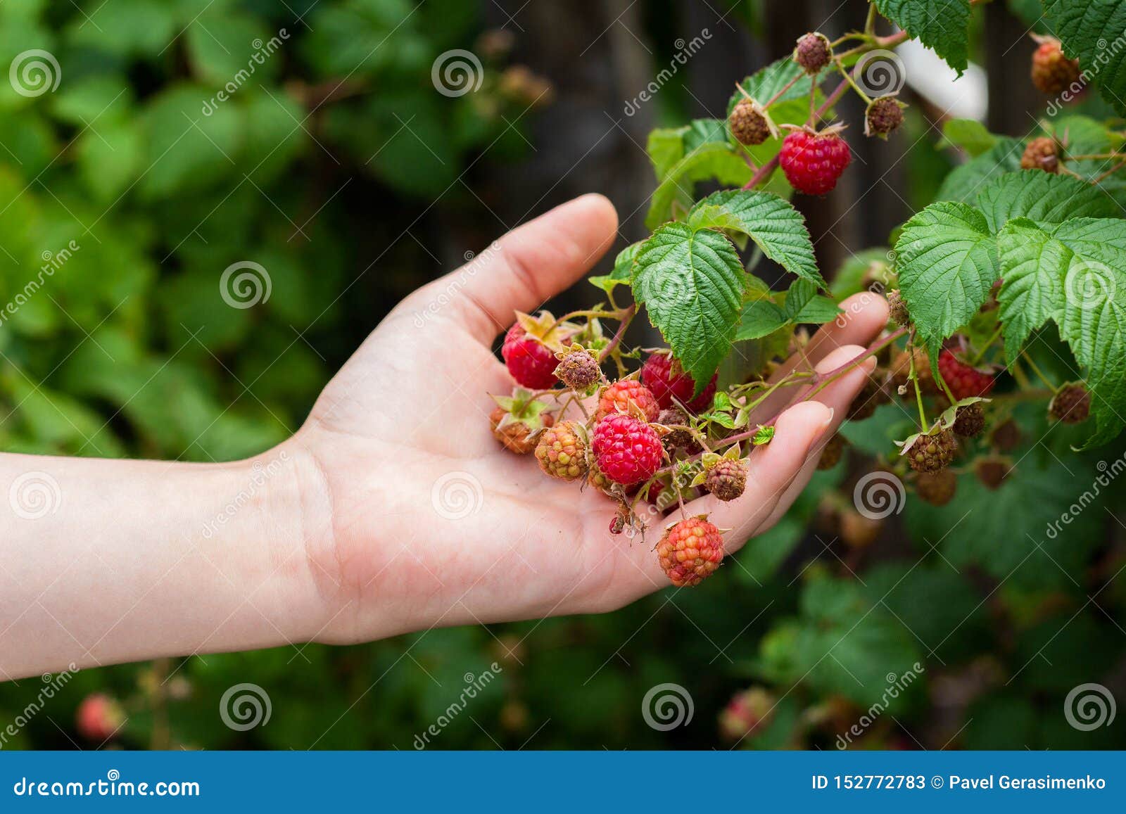 Child Hands with Big Red Raspberries Stock Image - Image of juicy, diet ...