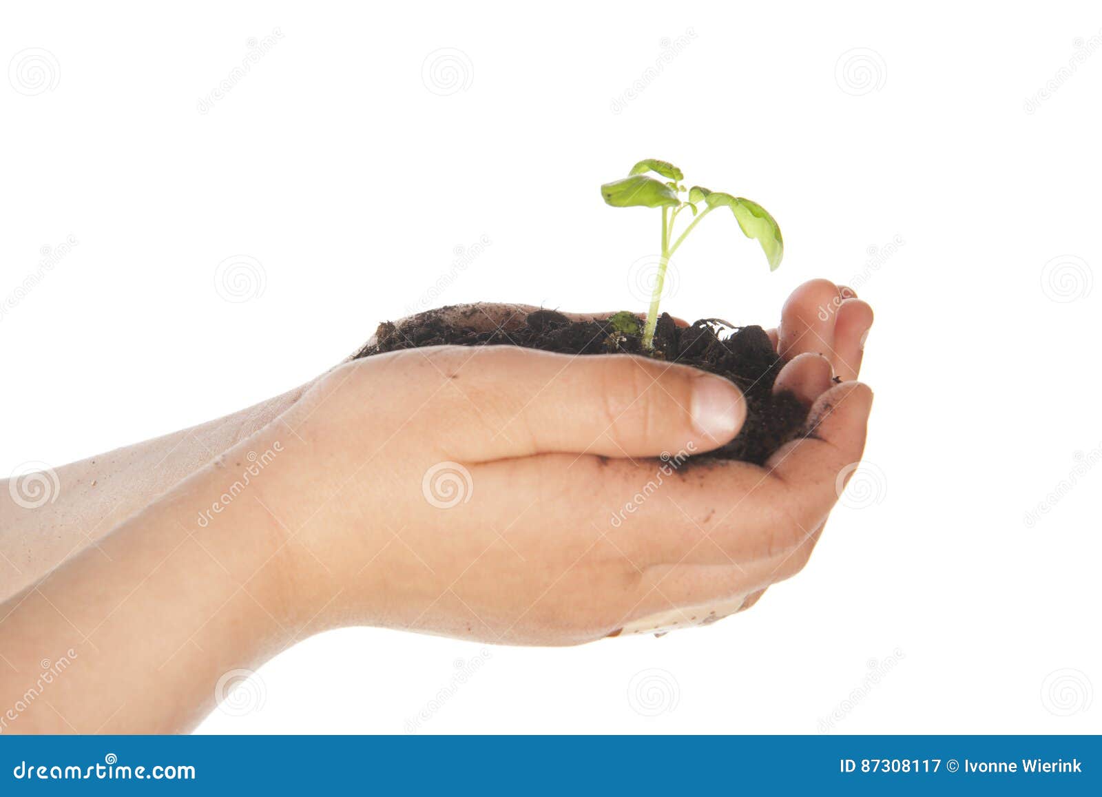 Child Hands with Growing Plant Stock Image - Image of sand, nature ...