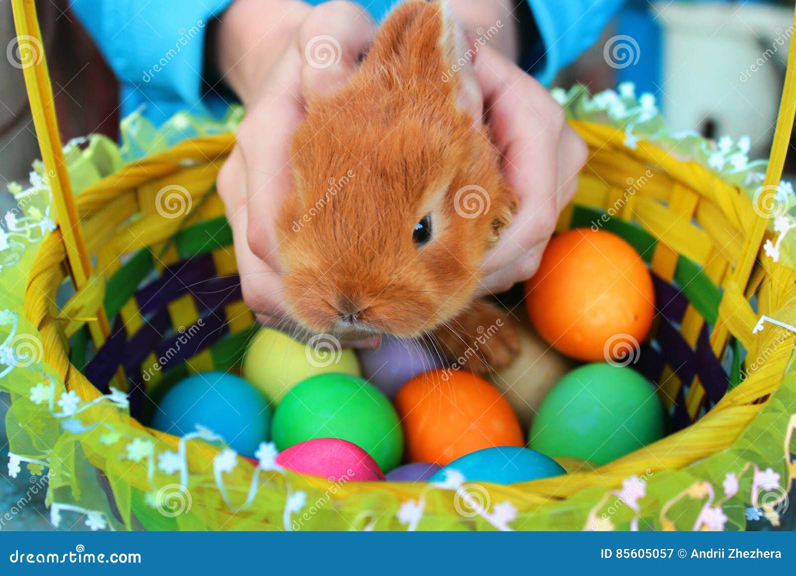 Child Hands Hold Little Red Easter Bunny and Put it in a Basket with ...