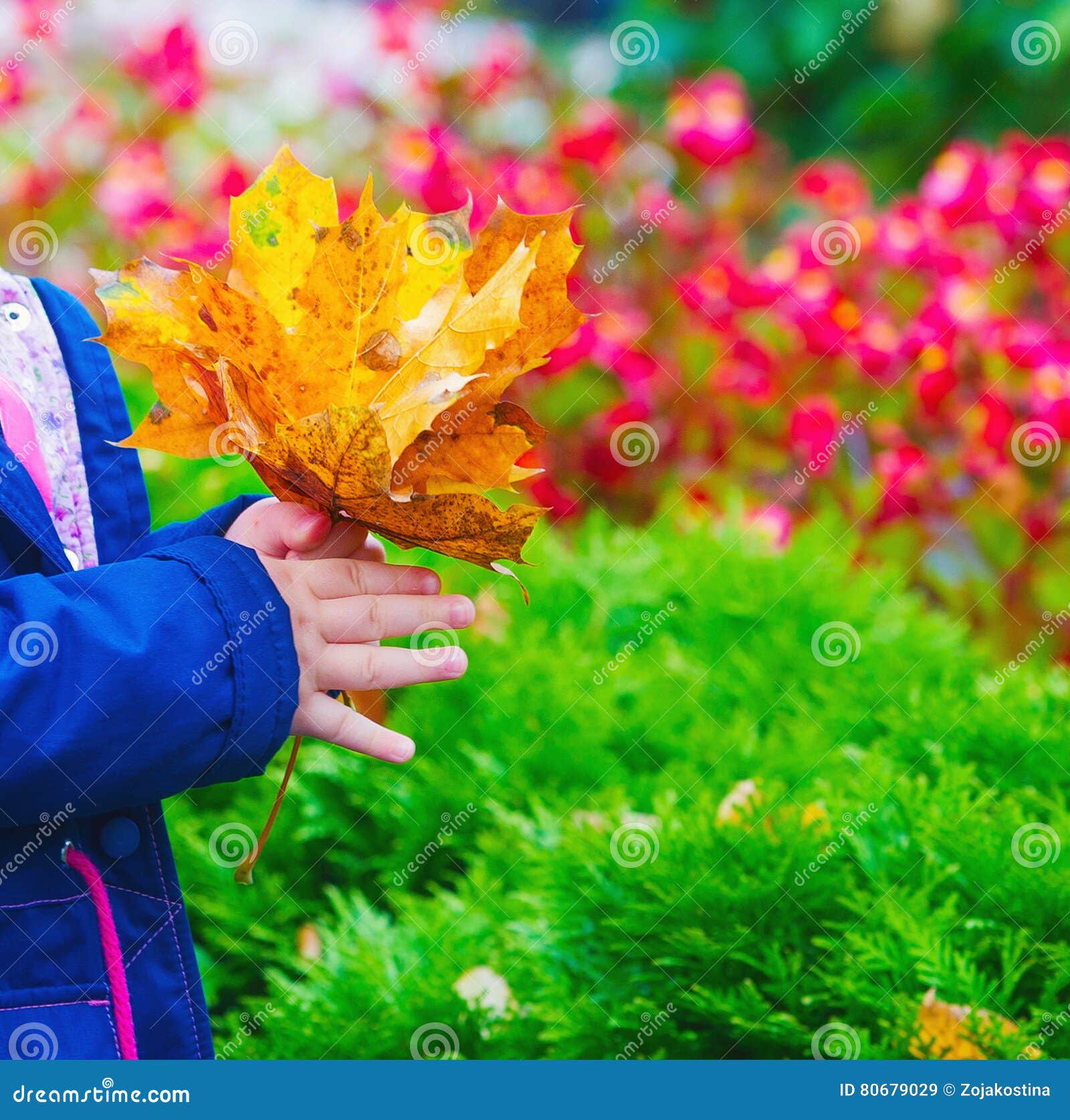 Child Hands Holding Autumn Leaves Stock Image - Image of autumn, season ...