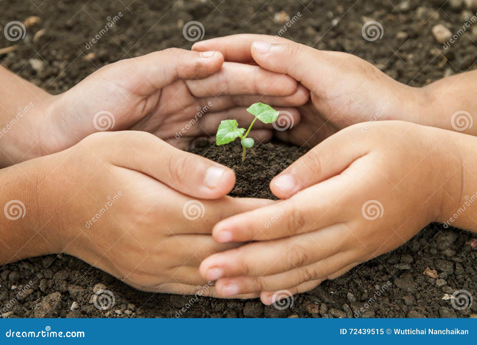 Child Hands Protect Soil with Sprout Stock Image - Image of children ...