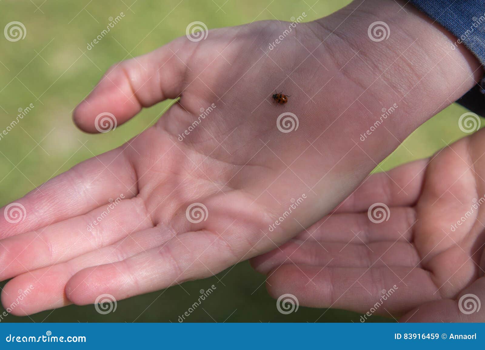 Child Hands with a Small Ladybug on a Palm of a Hand Stock Image ...