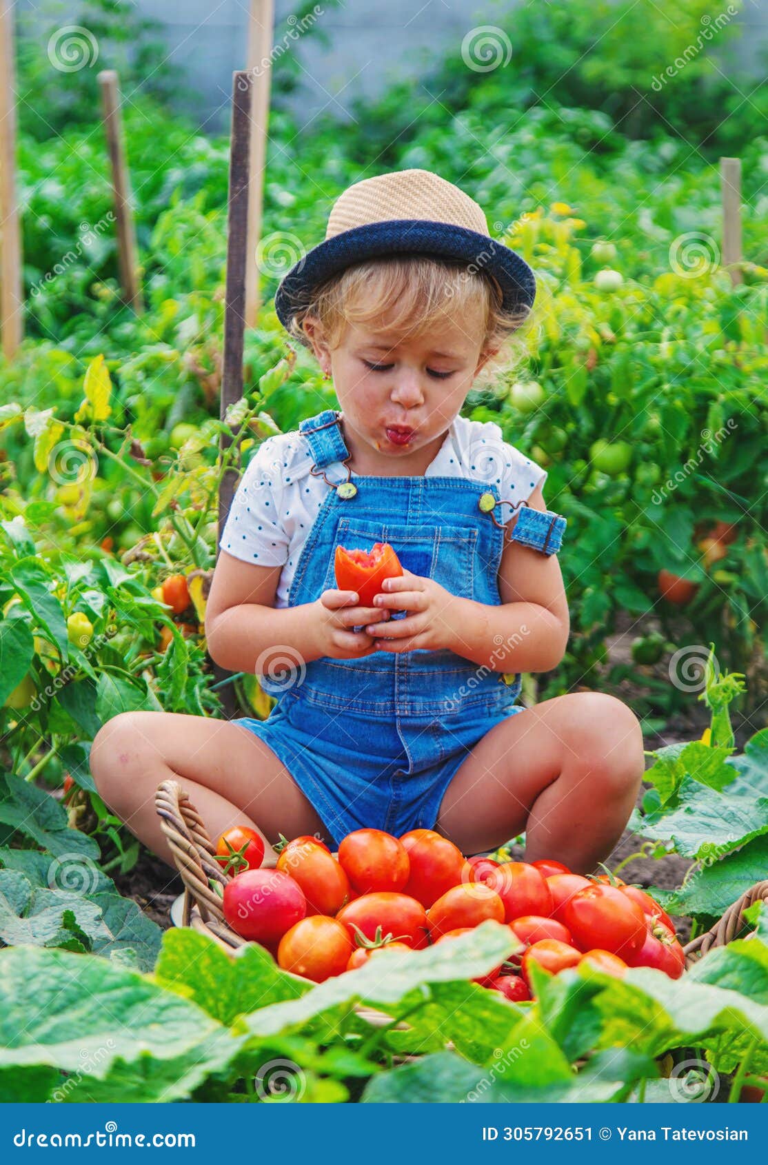A Child is Harvesting Tomatoes in the Garden. Selective Focus Stock ...