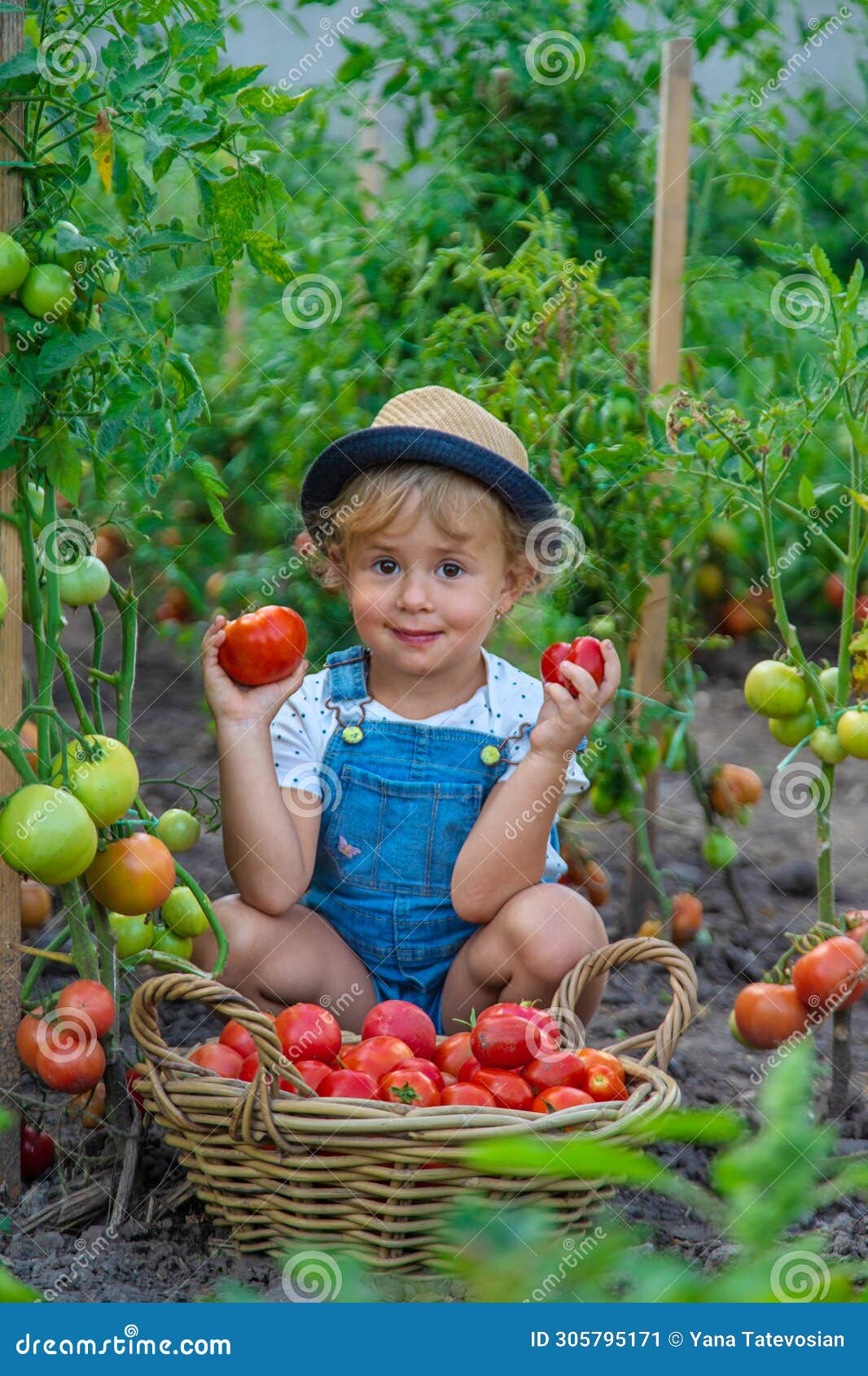 A Child is Harvesting Tomatoes in the Garden. Selective Focus Stock ...