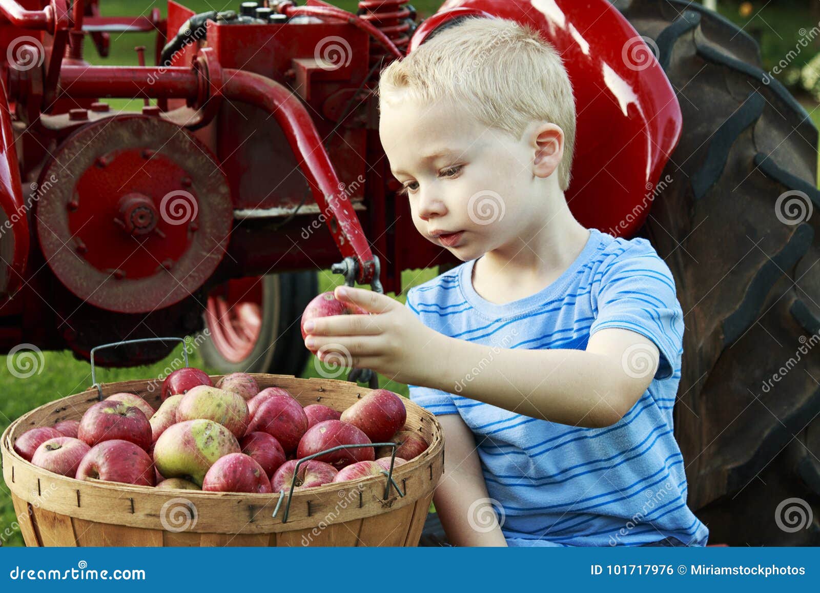 Child Having Fun Apple Picking and Sitting on a Red Antique Tractor ...