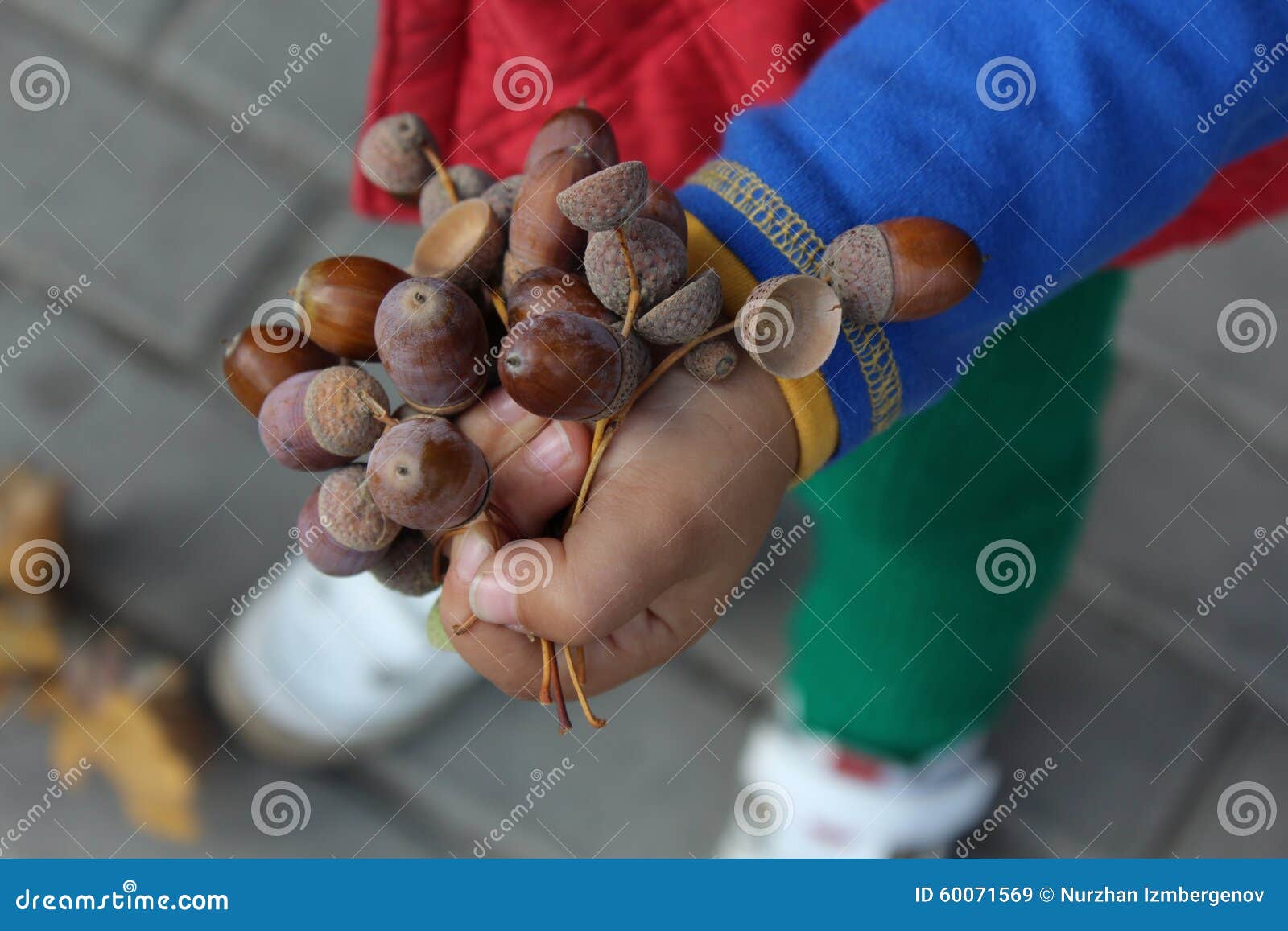 Child holding acorns stock image. Image of life, germination - 60071569