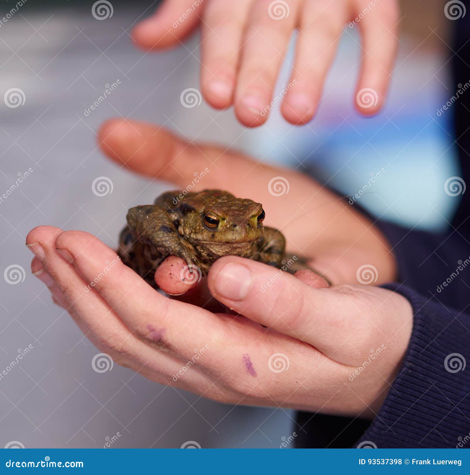 Child holding a frog stock photo. Image of amphibians - 93537398