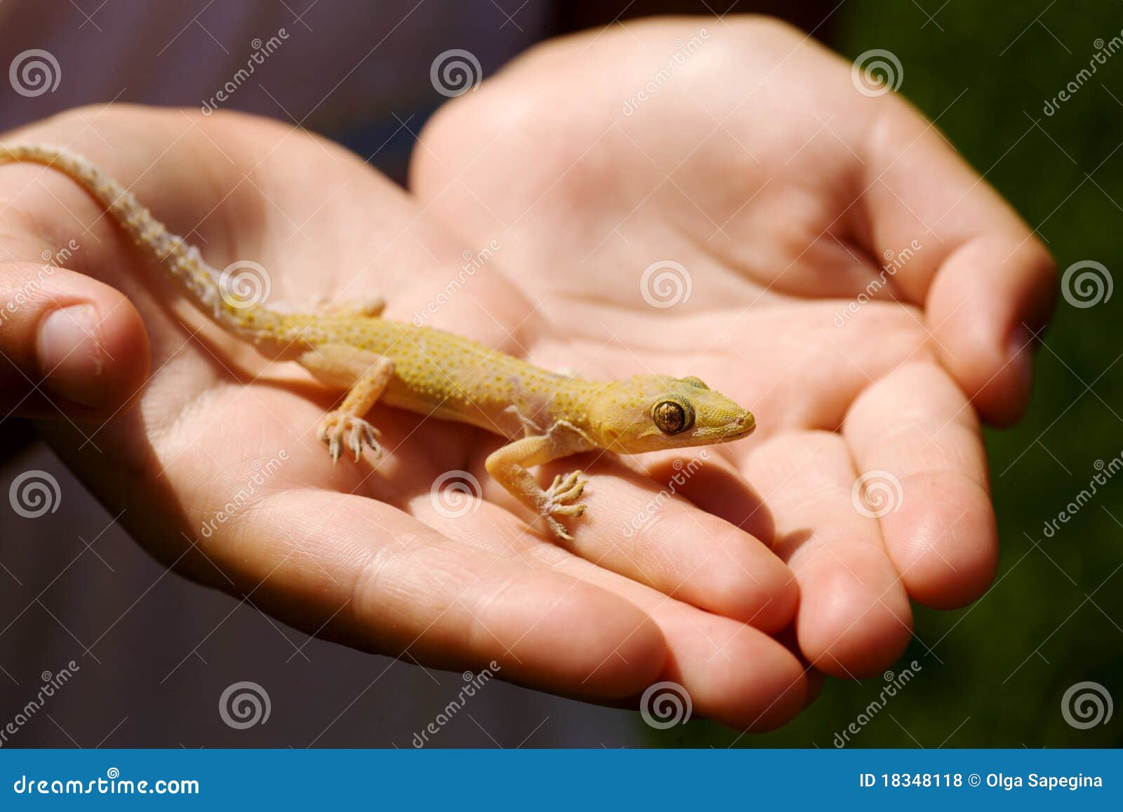 Child holding lizard stock photo. Image of macro, ecology - 18348118