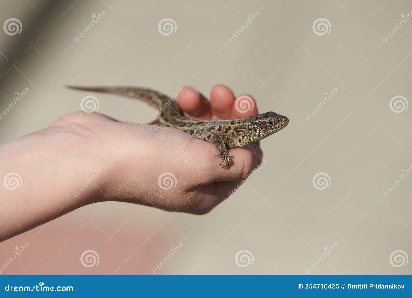 Child Holding a Lizard in His Hands Stock Image - Image of lizard ...