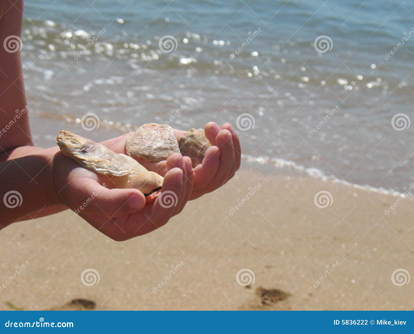 Child holding sea-shells stock photo. Image of fresh, mussel - 5836222
