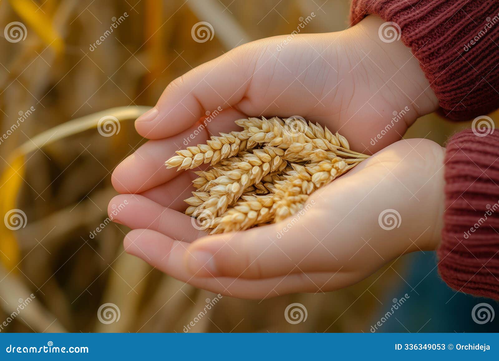 Child Holding Wheat Grain in Wheat Field at Sunset Stock Image - Image ...