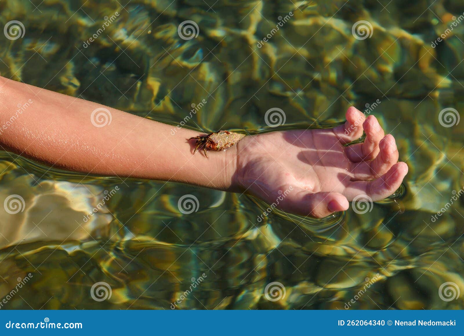 A Child Holds a Crab in His Hand Stock Photo - Image of nature, claws ...