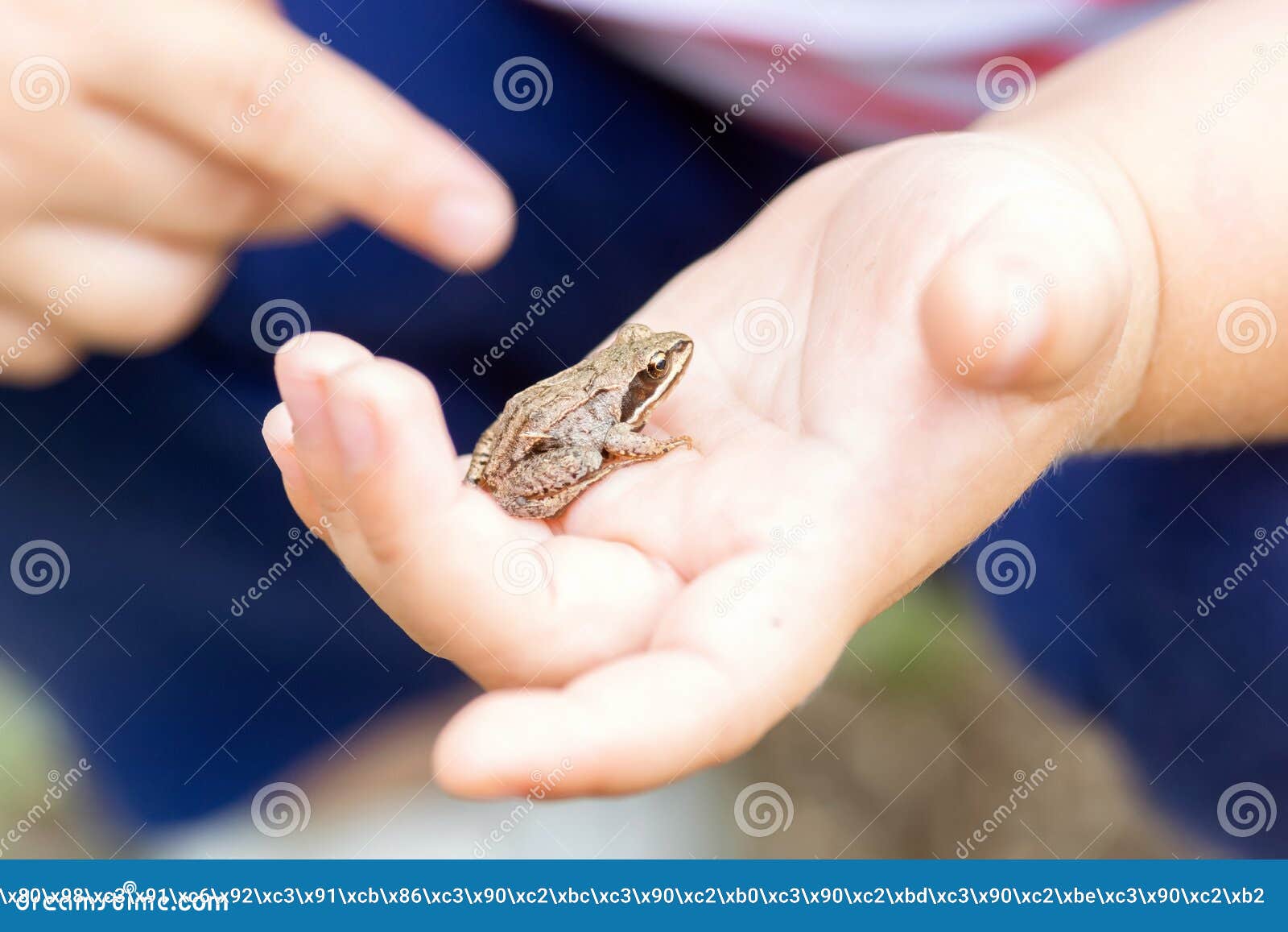 A Child Holds a Small Frog in His Hands. Stock Image - Image of ...