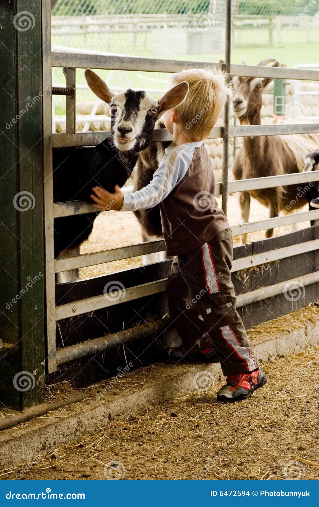Child With A Goat In Hands. Blond Little Kid Boy With White Little Baby ...