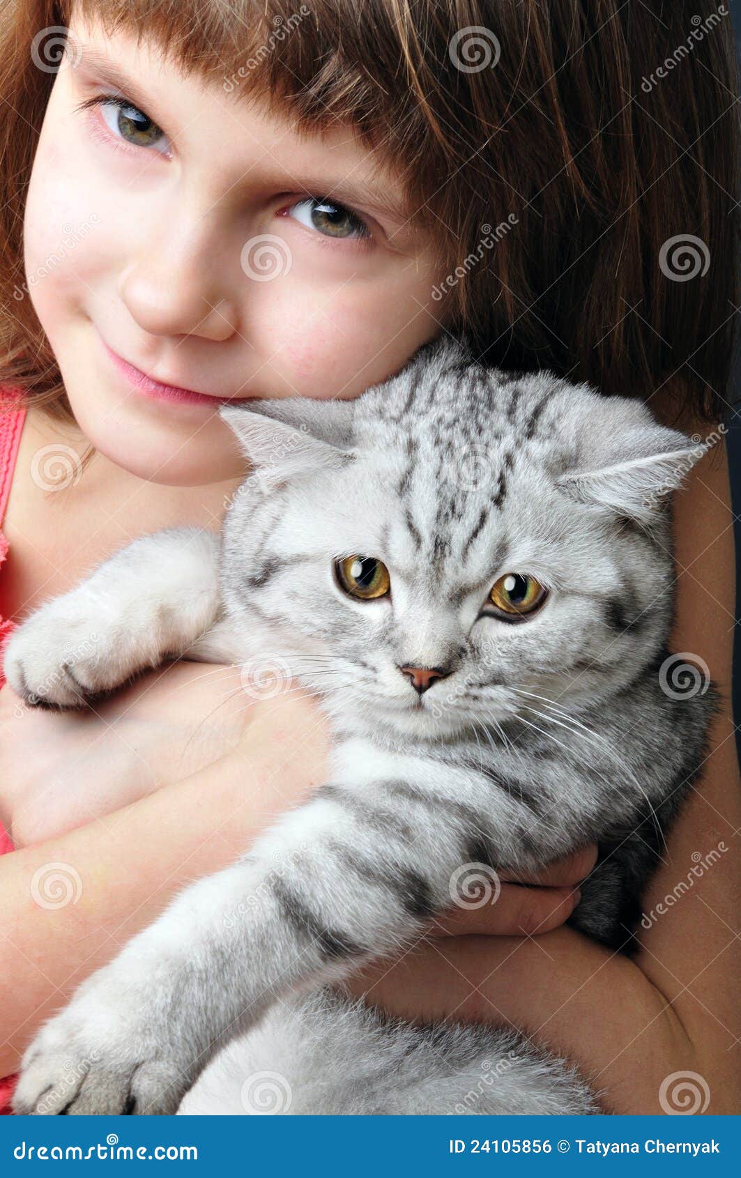 Child Hugging Silver White Cat Kitten Stock Photo - Image of adult ...