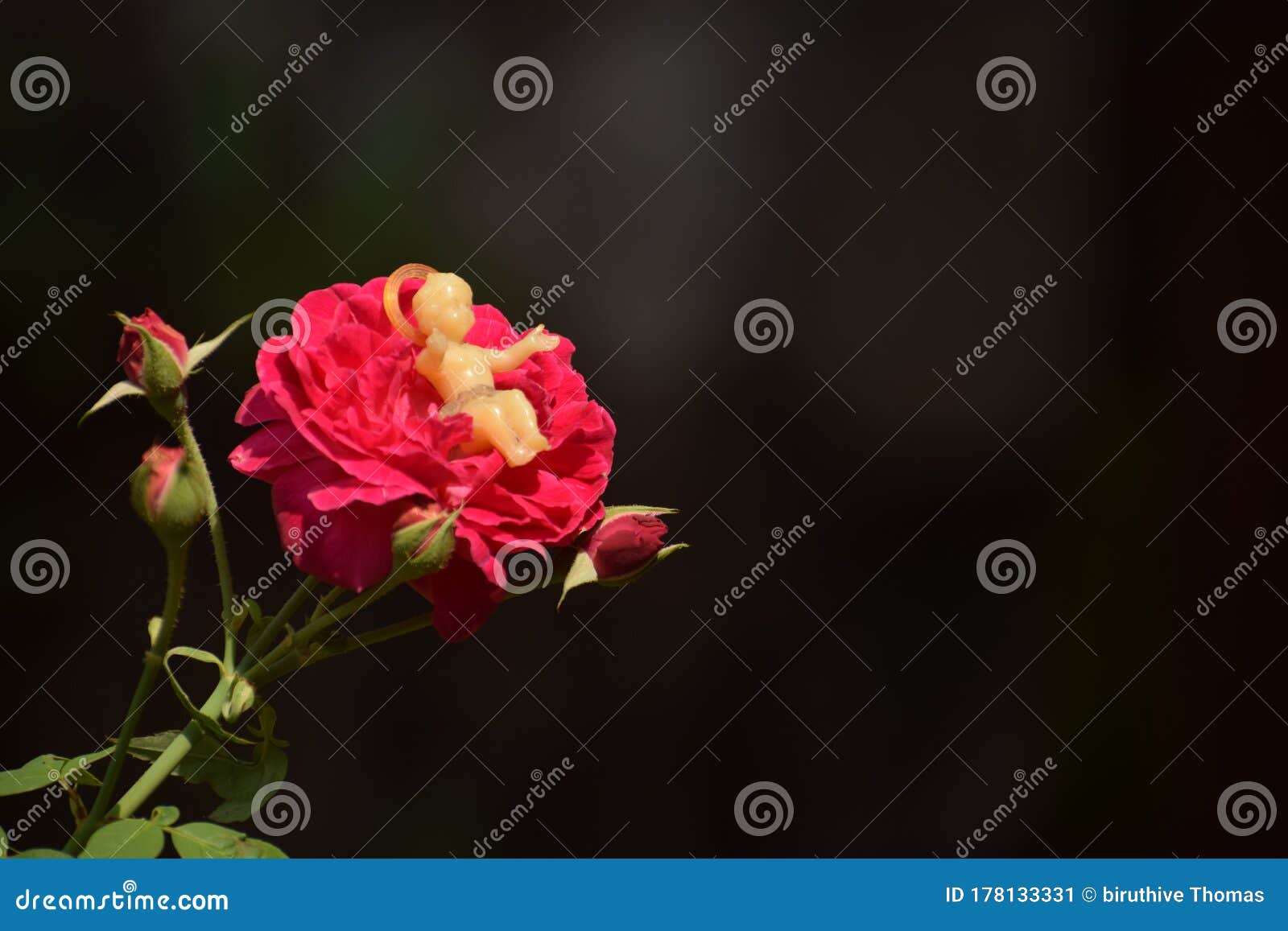Child Jesus in a rose stock image. Image of cute, quote - 178133331