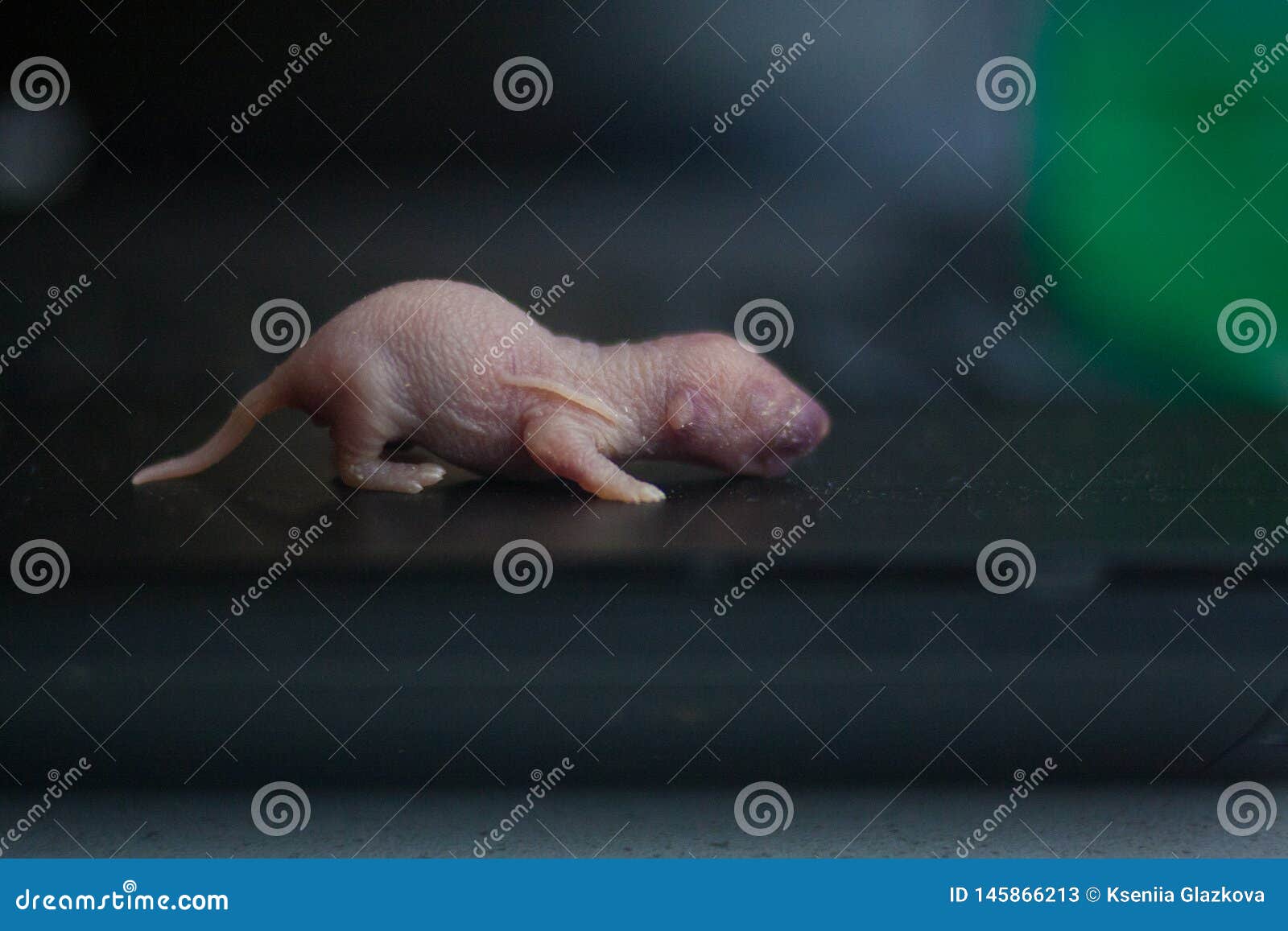 Child Labor Concept. Rat Child on a Computer Stock Image - Image of ...