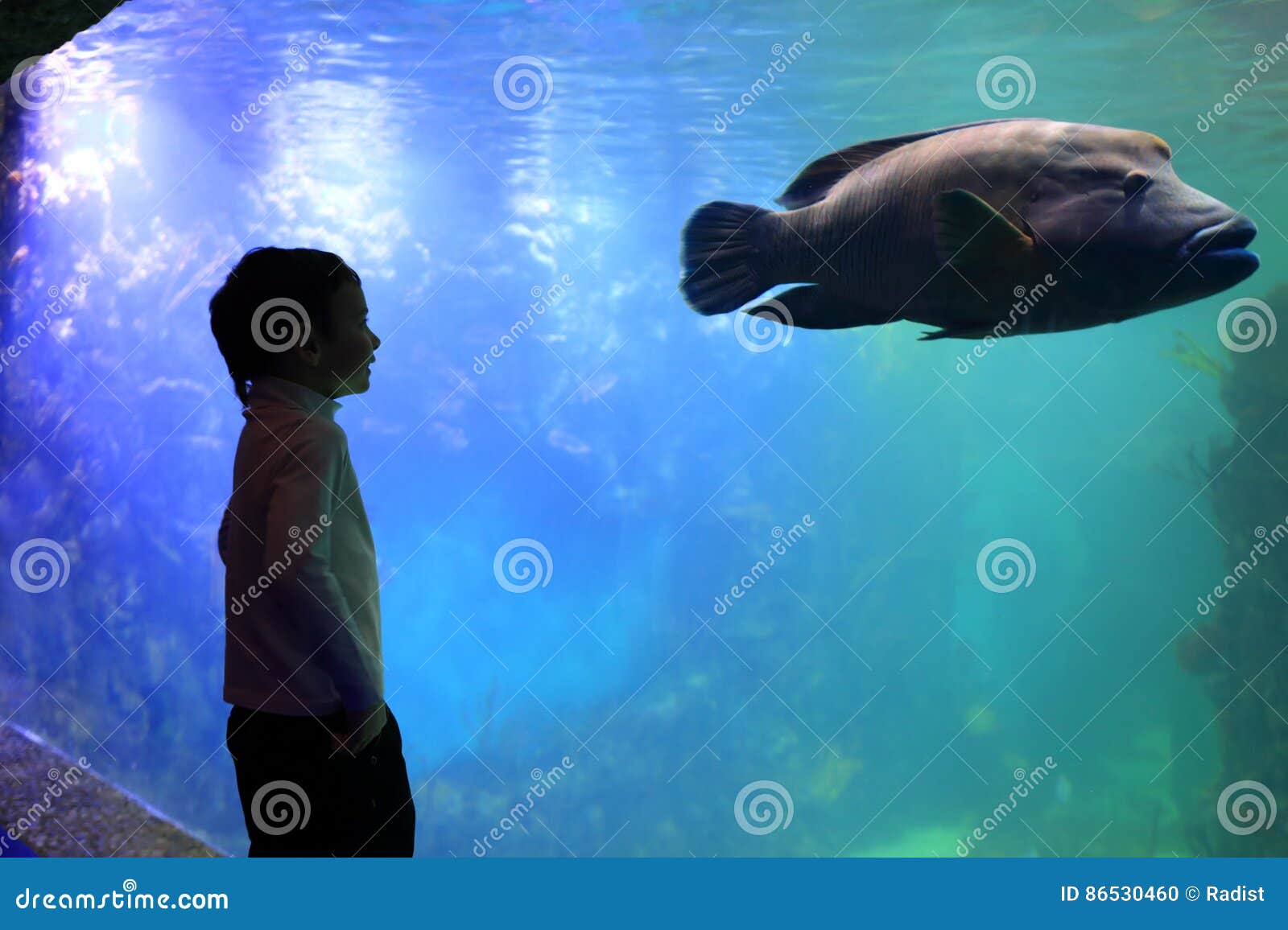 Child looking at big fish stock photo. Image of lifestyle - 86530460