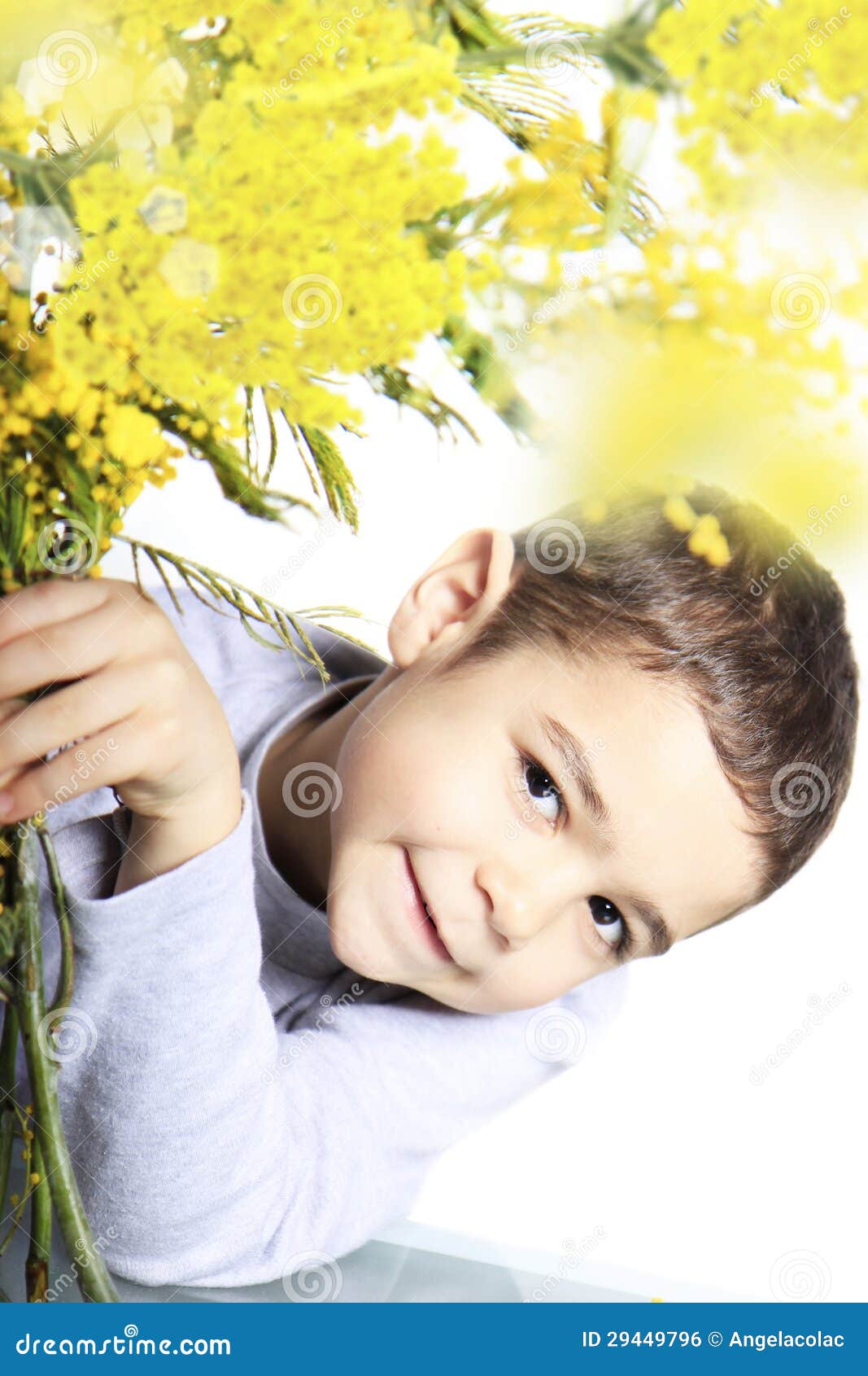 Child with mimosa in hand stock photo. Image of male - 29449796