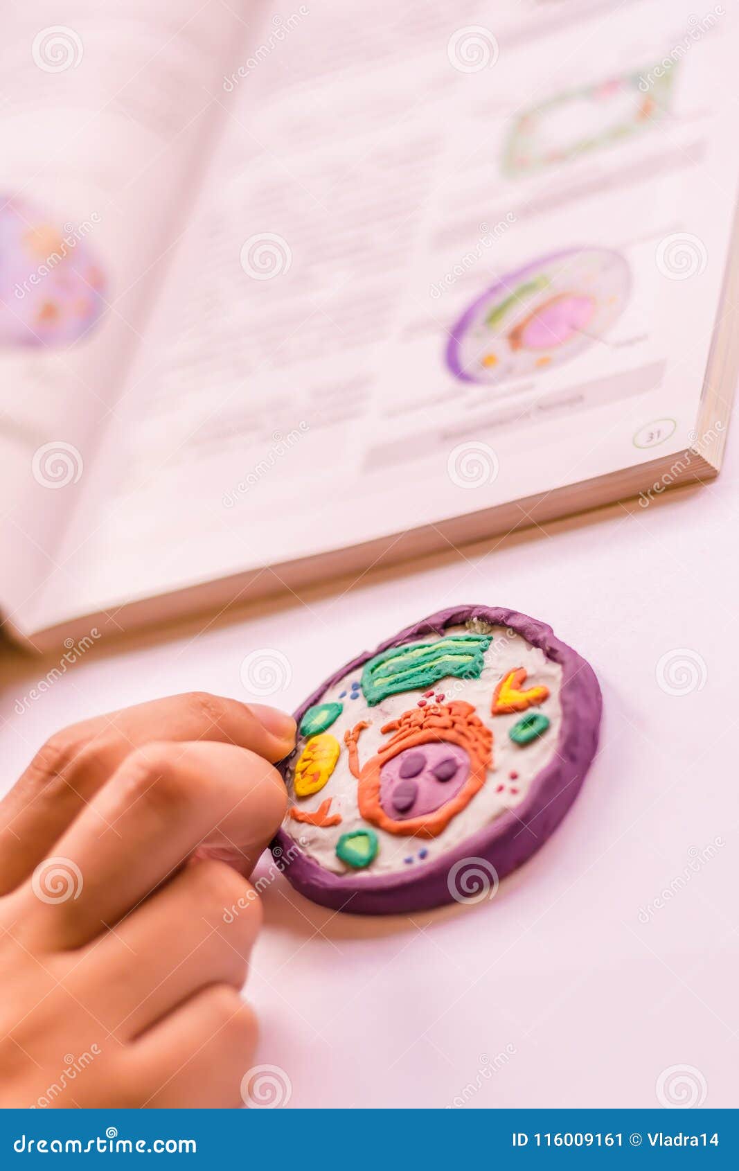 Cells made from plasticine stock image. Image of biological - 116009161
