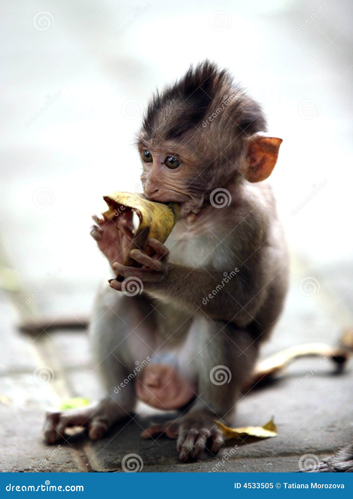 Child of monkeys stock image. Image of swinging, animal - 4533505