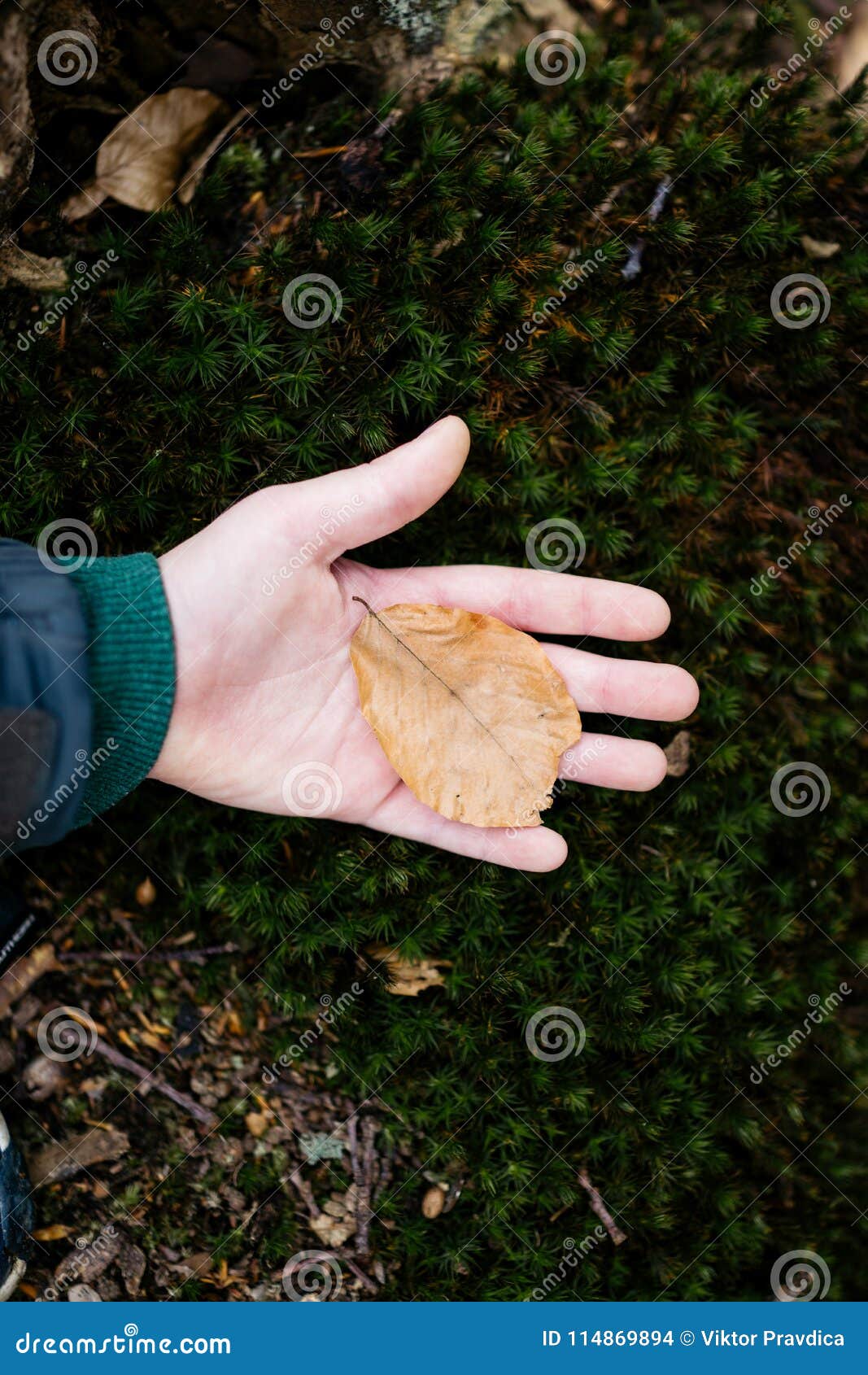 Leaf in hand stock photo. Image of environment, child - 114869894