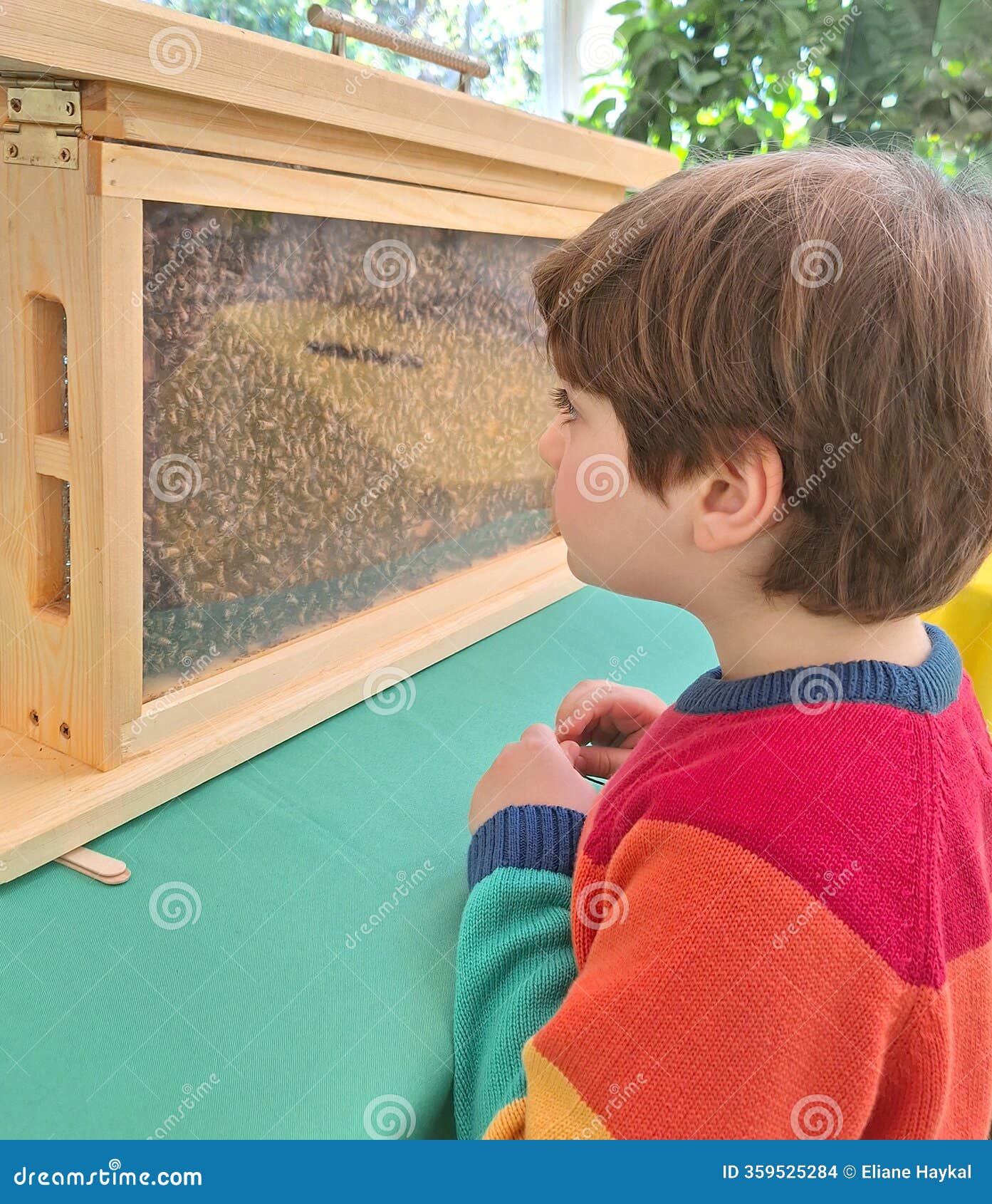 Child Observing Bees in Science Class Stock Photo - Image of looking ...