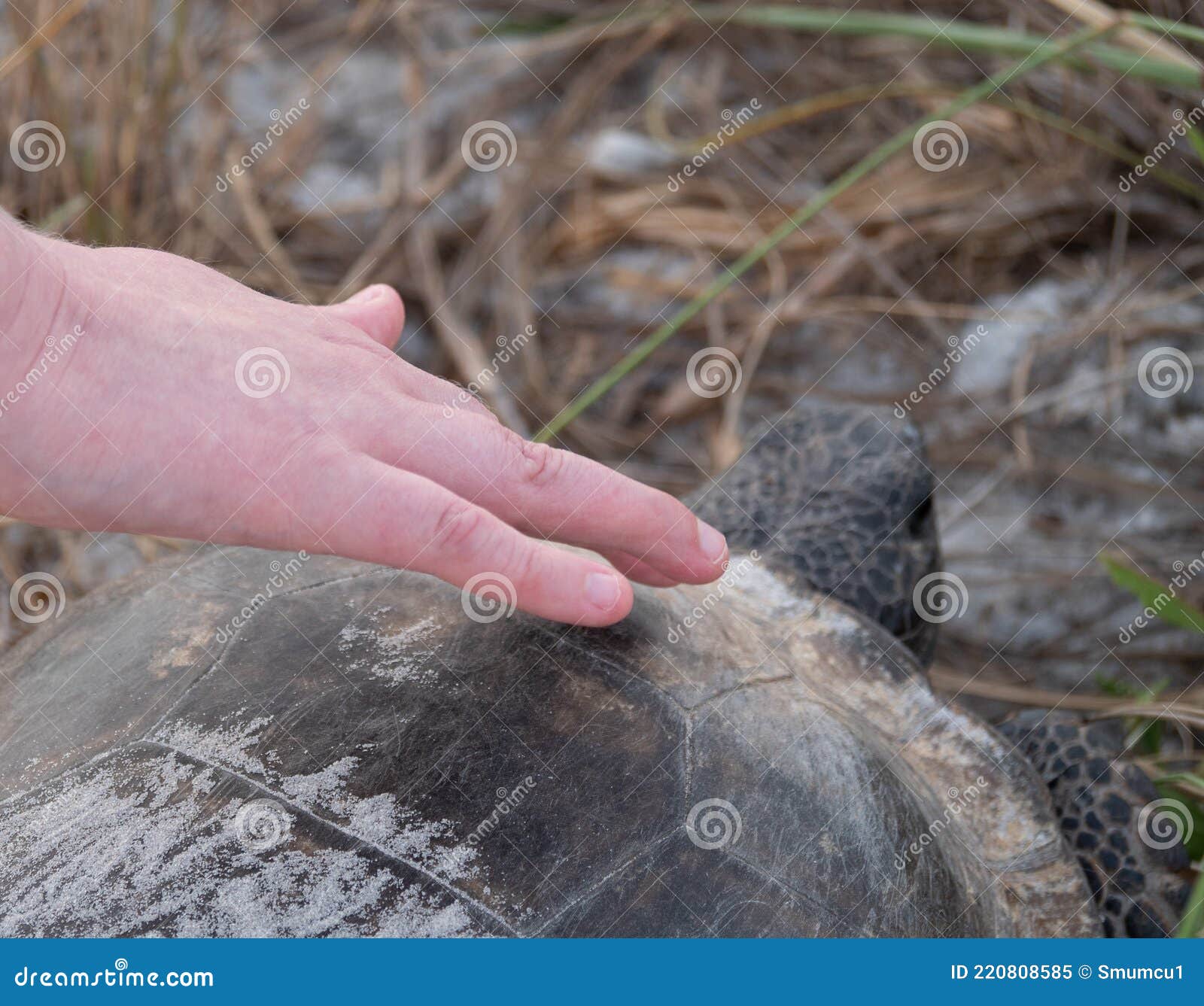 Child is petting a turtle stock image. Image of beautiful - 220808585