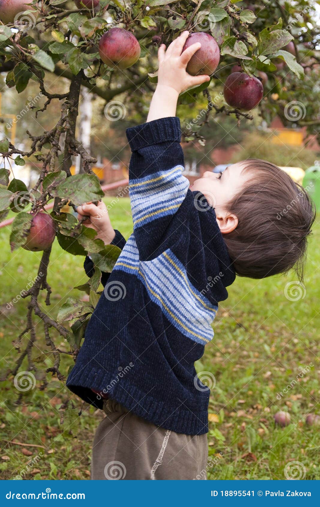 Child picking apple stock image. Image of cute, healthy - 18895541