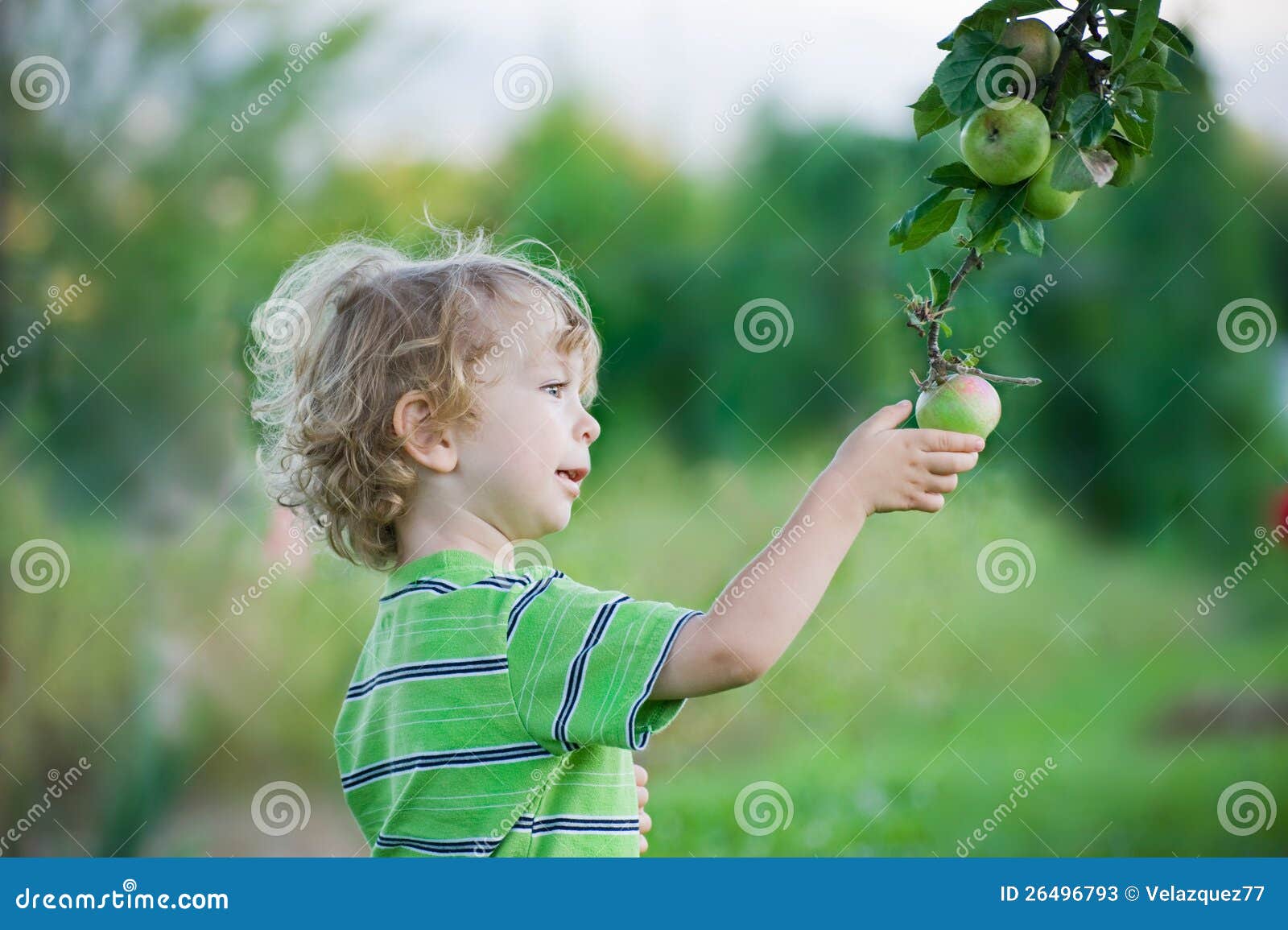Child Picking Apples On A Farm. Little Boy Playing In Apple Tree ...