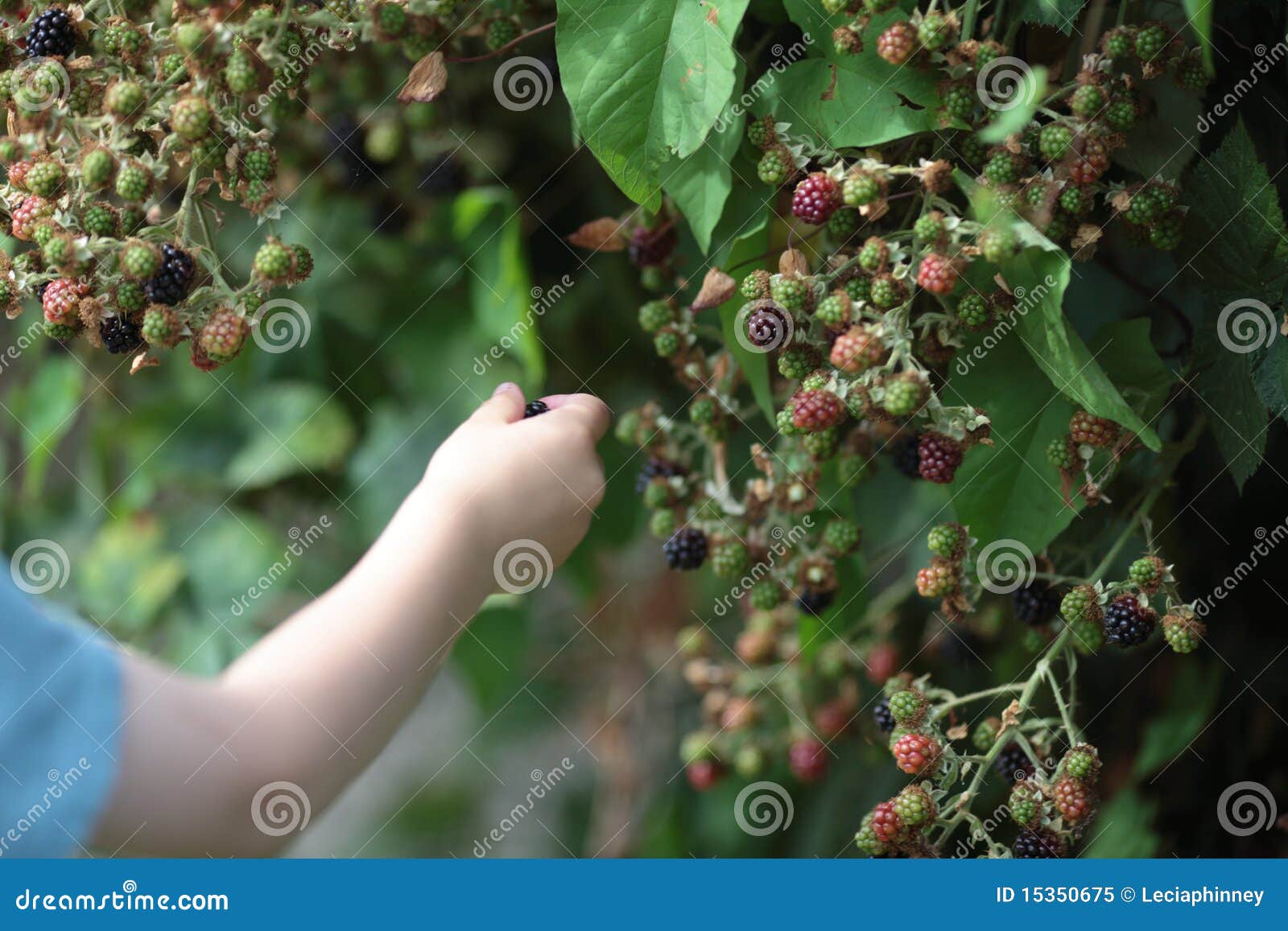 Child picking blackberries stock image. Image of child - 15350675