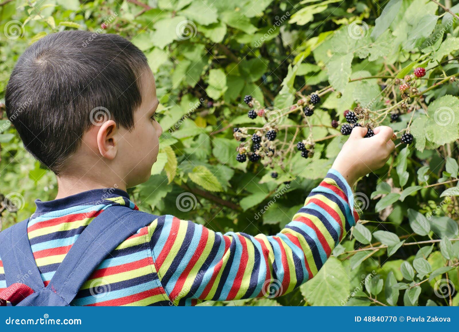 Child picking blackberries stock photo. Image of hedge - 48840770