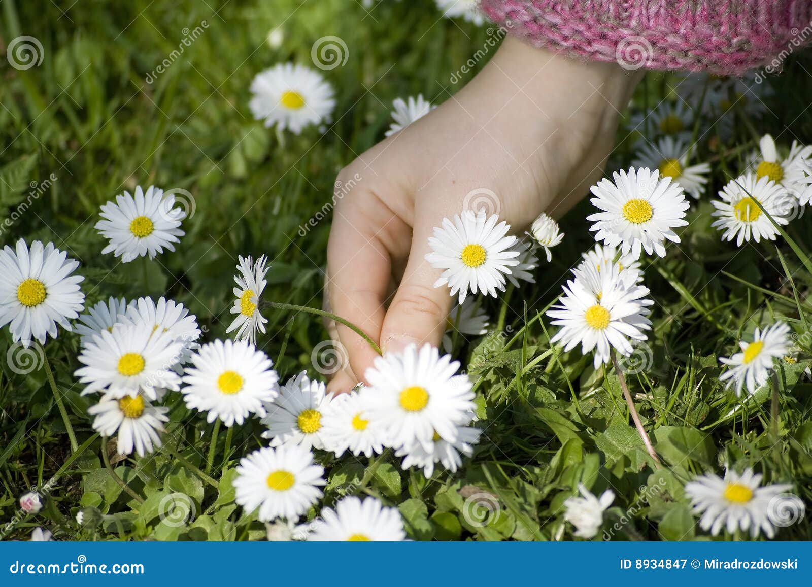 Child picking daisies stock image. Image of bright, bliss - 8934847