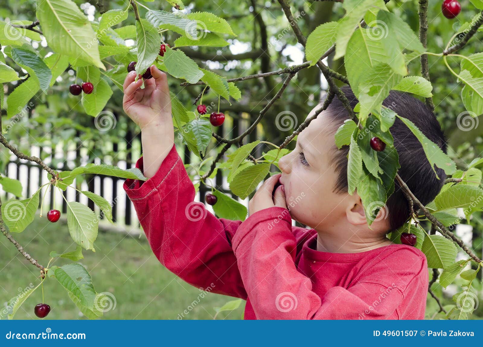 Child Picking and Eating Cherries Stock Image - Image of looking ...