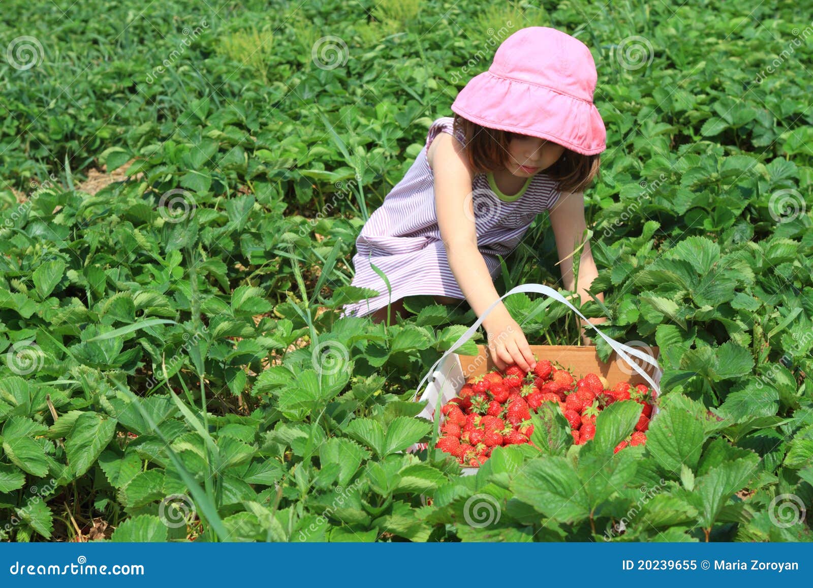 Child picking strawberries stock image. Image of farm - 20239655