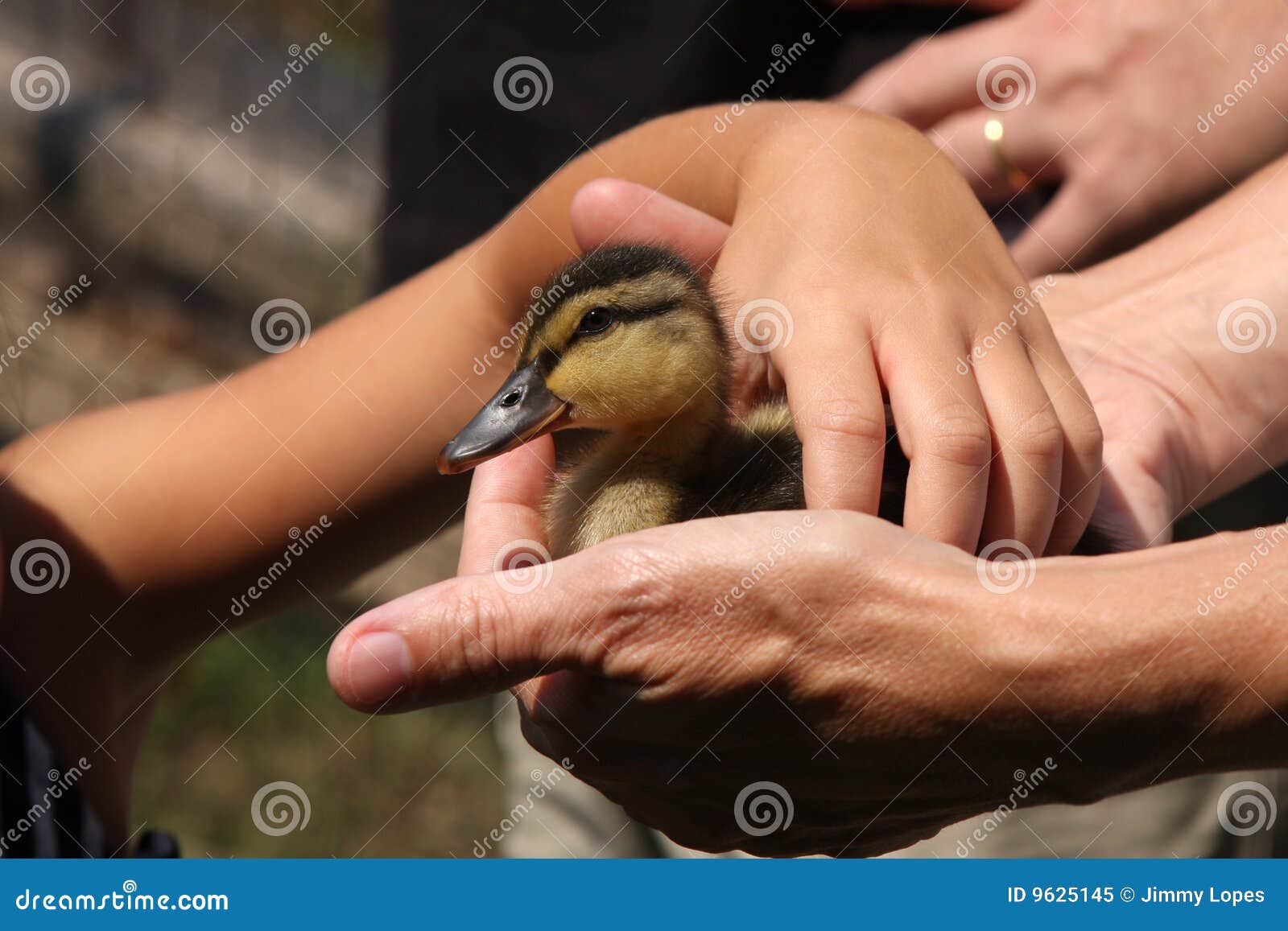 Child Picking up Baby Duck stock image. Image of hands - 9625145