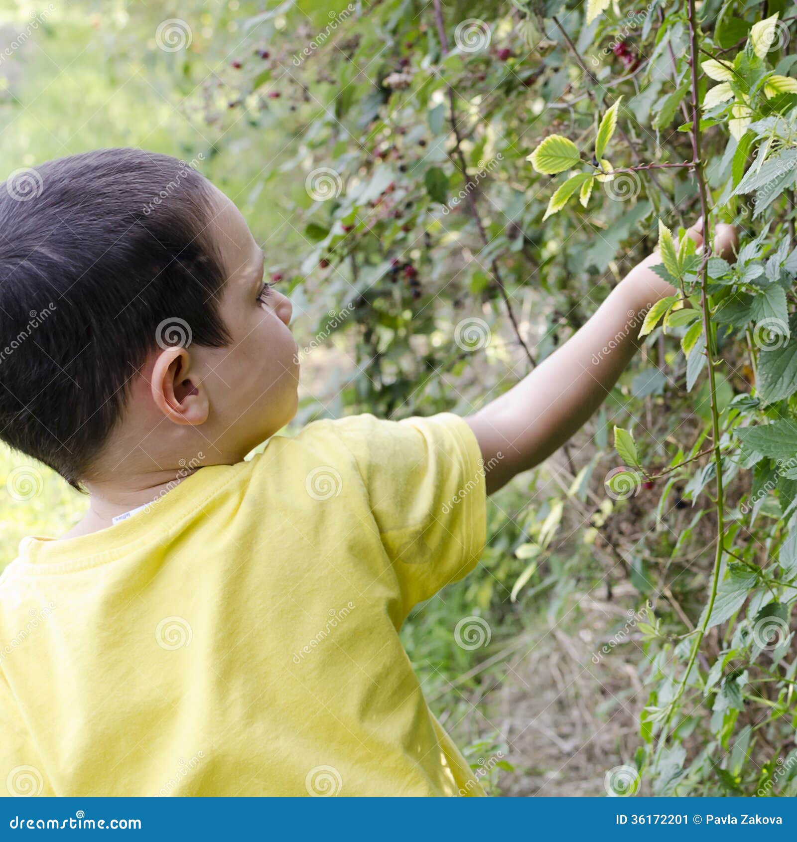 Child picking wild berries stock image. Image of food - 36172201