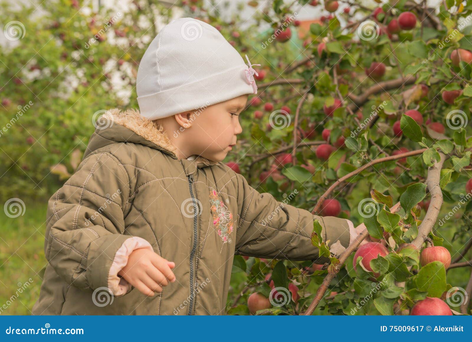 The child picks apples stock image. Image of nature, picking - 75009617
