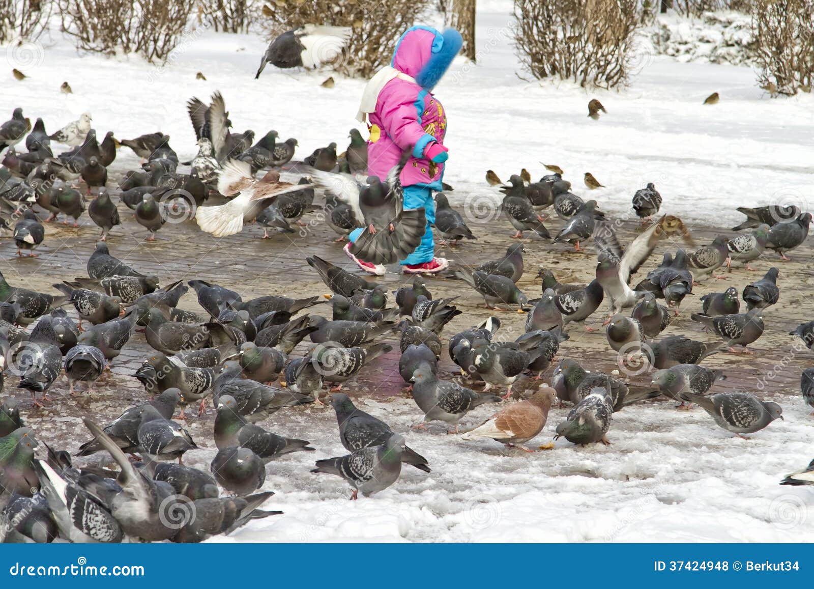 Child and pigeons stock photo. Image of human, lifestyle - 37424948